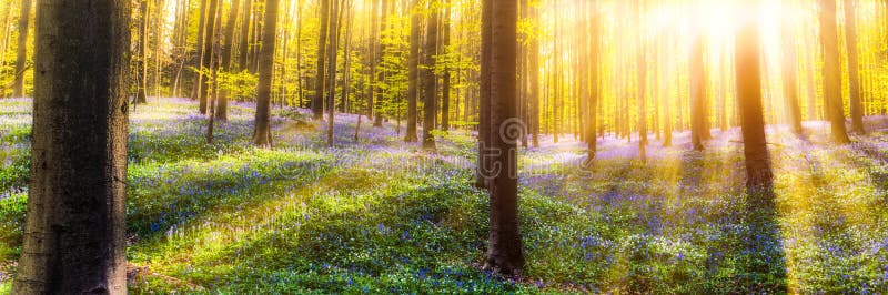 963 Hallerbos Forest Photos - Free & Royalty-Free Stock Photos from ...