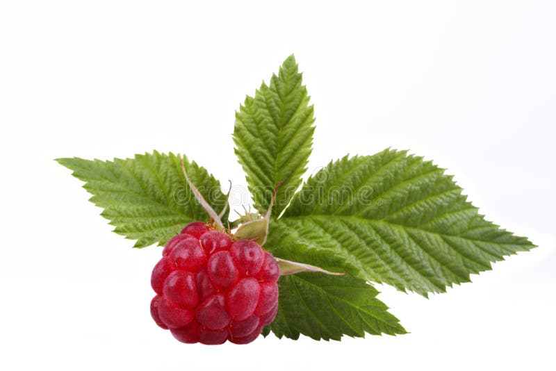Hallon fotografering för bildbyråer. Bild av läckert - 10378603