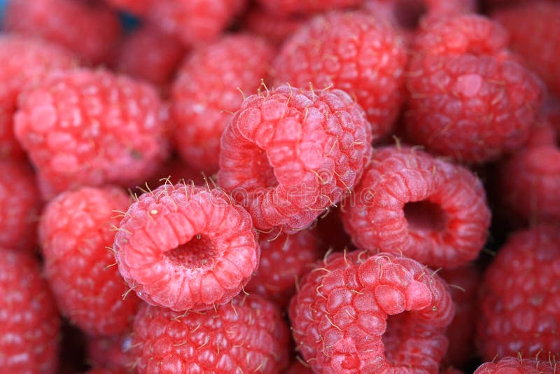 Hallon fotografering för bildbyråer. Bild av frukt, makro - 6978989