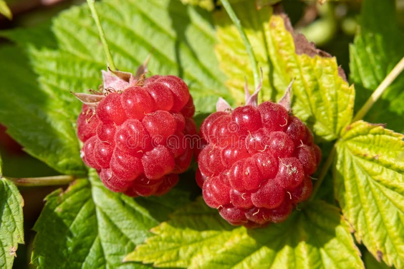 Röd Buske Med Det Röda Bäret Arkivfoto - Bild av buske, brigham: 55799084