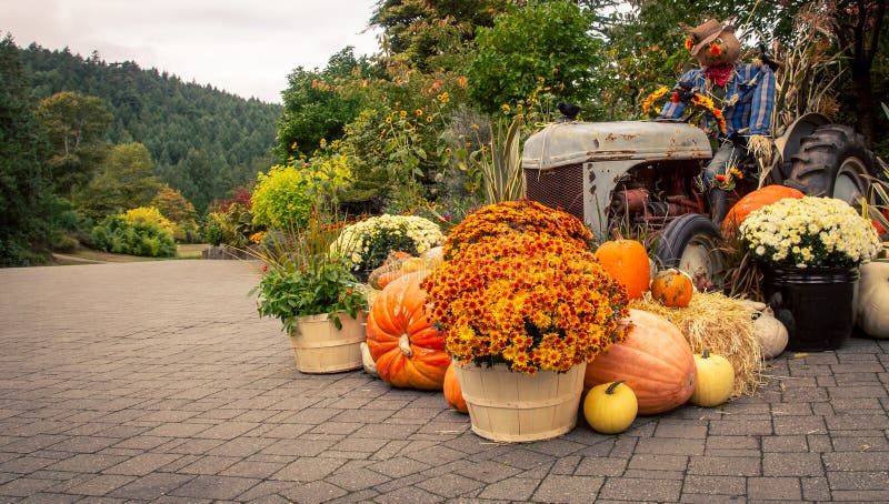 Autumn Display with Tractor and Scarecrow Stock Photo - Image of orange ...