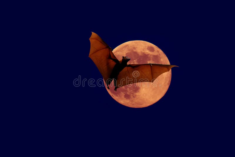 Halloween Background with Flying Bat Stock Photo - Image of flying ...