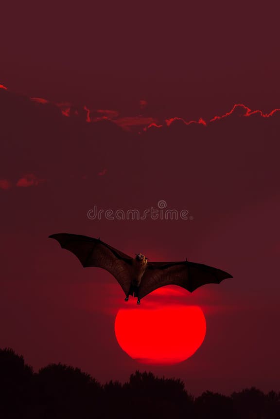 Halloween Background with Flying Bat Stock Image - Image of flying ...