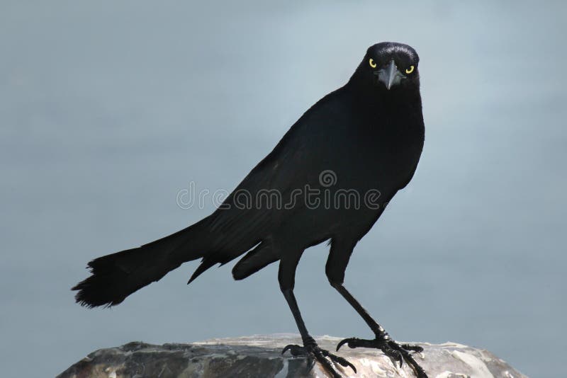 Halloween Bird stock photo. Image of quiscalus, summer - 26694544