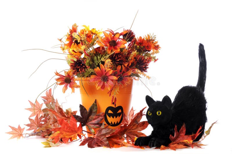 Halloween Cat stock image. Image of green, pail, animal - 11589619