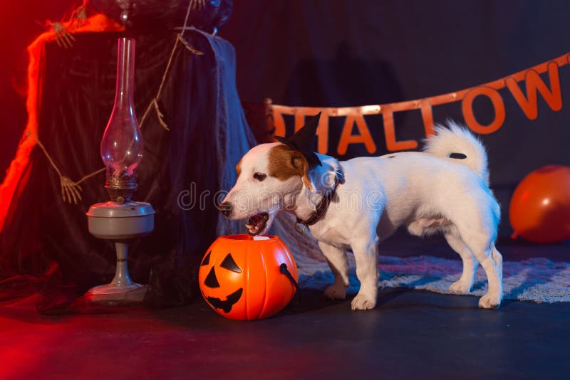 Halloween Celebration Concept. Funny Dog Eating from Halloween Pumpkin ...