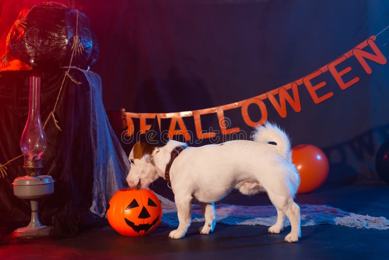 Halloween Celebration Concept. Funny Dog Eating from Halloween Pumpkin ...