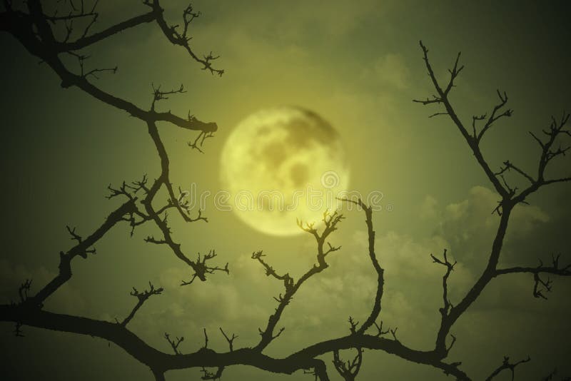 Halloween Concept; Forest Horror Background with Full Moon and Dead ...