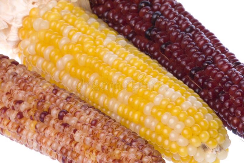 Halloween Corns Isolated stock photo. Image of food, grain - 6876680
