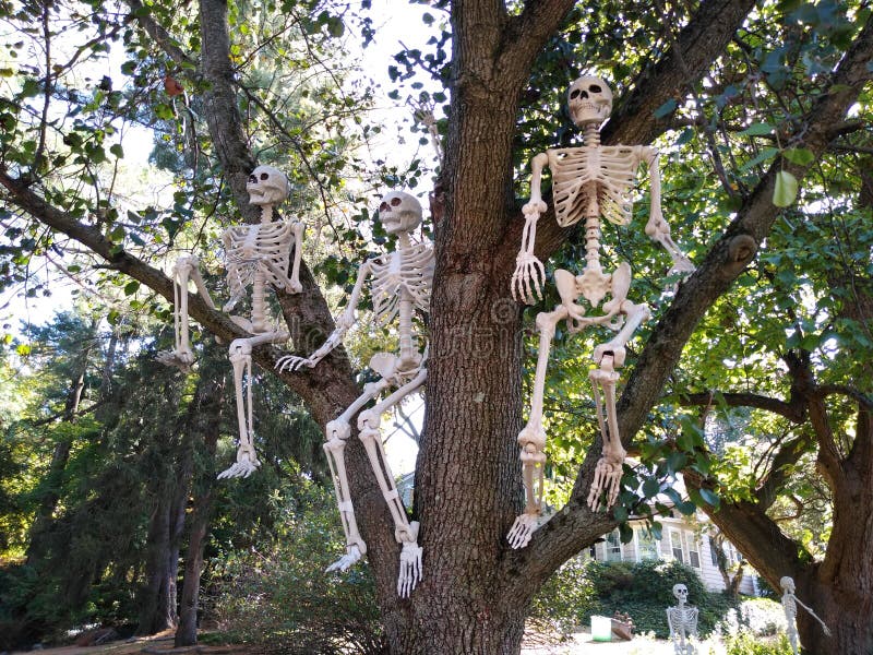 Halloween Decorations, Skeletons Sitting in the Trees Stock Photo ...