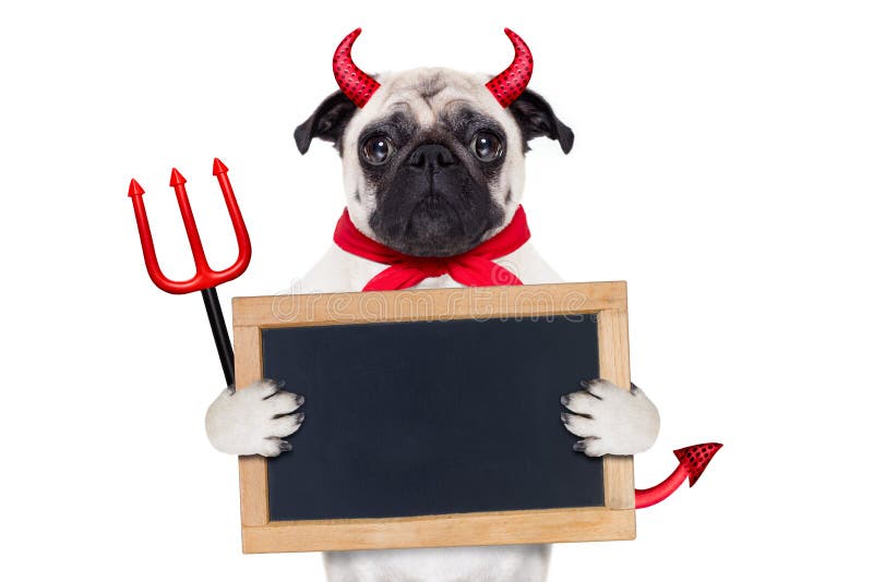 Bad Dog Halloween Devil Costume Stock Image - Image of canine, tail ...