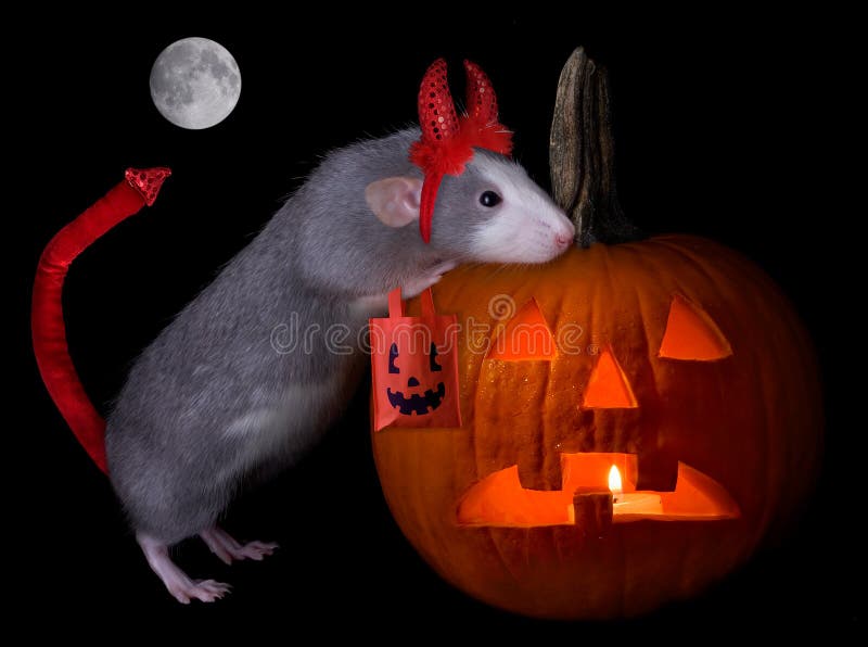 Halloween devil rat stock photo. Image of devil, furry - 11067918