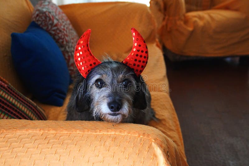 Halloween Dog in Devil Costume Stock Image - Image of beauty, mammal ...