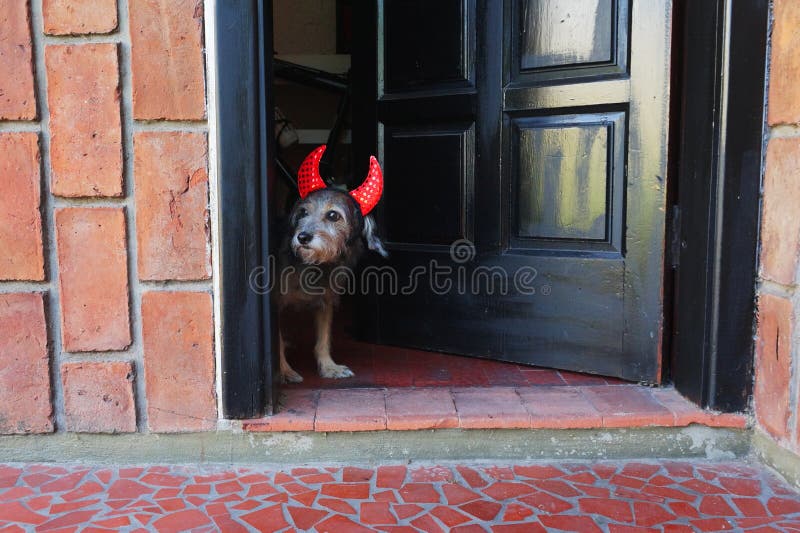 Halloween Dog in Devil Costume Stock Image - Image of horns, cute ...