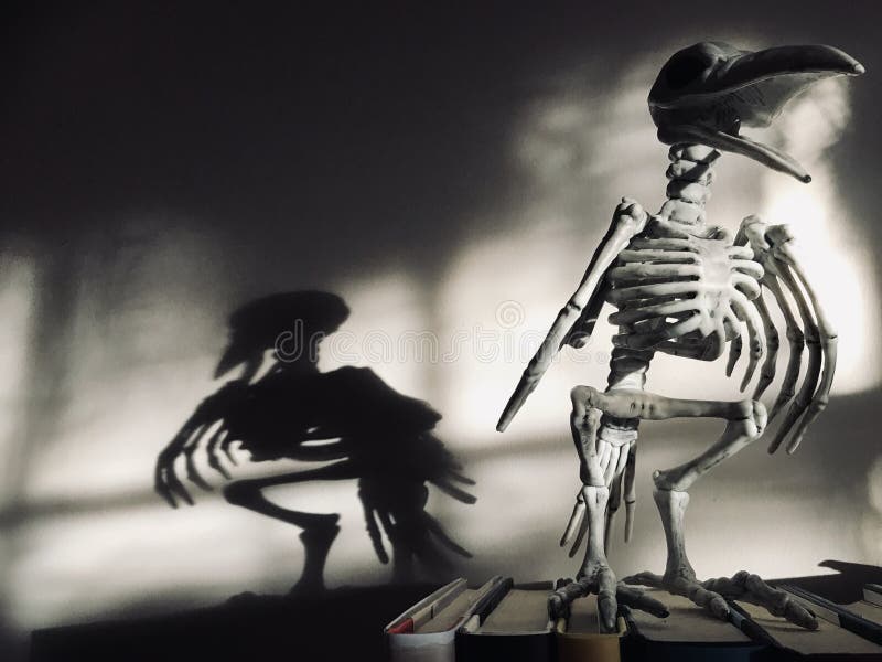 Bird Skeleton Shadow stock photo. Image of halloween - 161117570