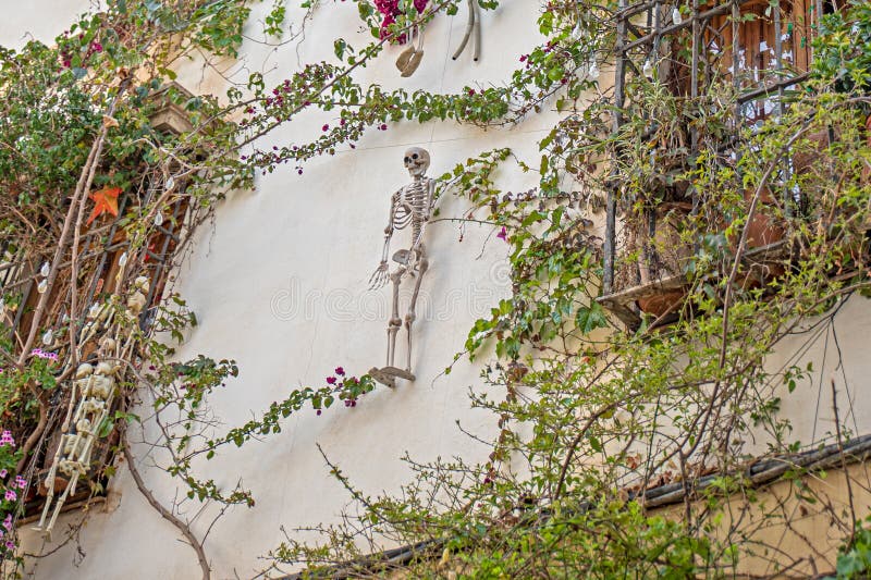 Halloween. a Human Skeleton Hanging on a Wall Stock Photo - Image of ...