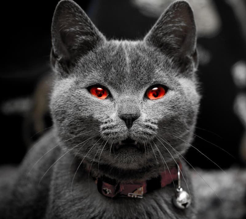 Halloween kitten stock photo. Image of night, face, bizarre - 21363208