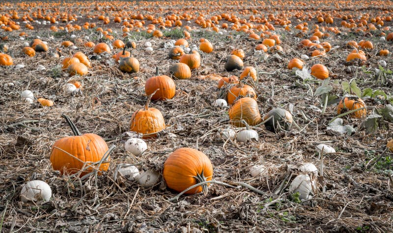 Halloween Pumpkin Farm in Canada. Stock Image - Image of autumn, food ...