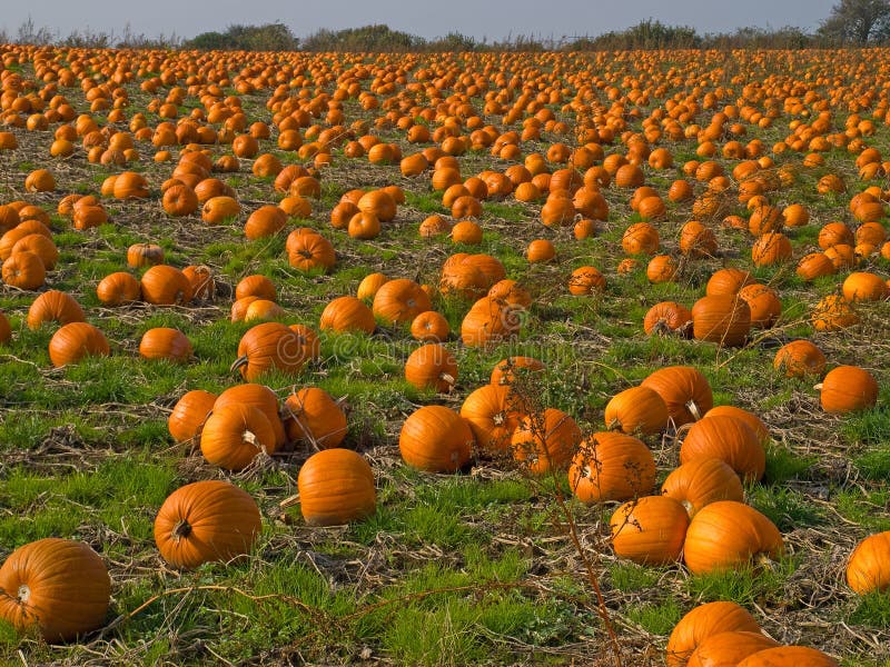 Pumpkin Field Wallpaper