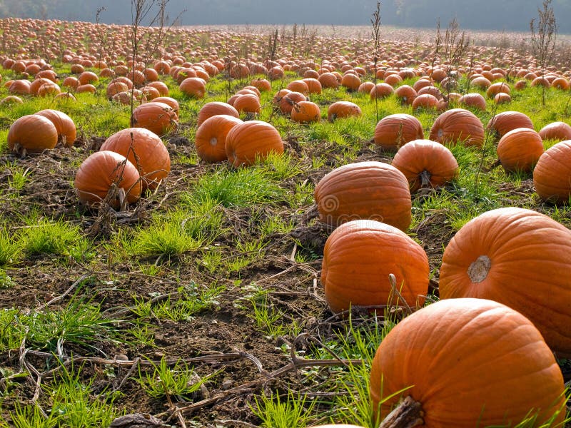 Halloween Pumpkin Field Background Image Stock Image - Image of ...