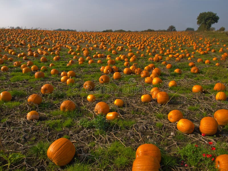 Halloween Pumpkin Field Background Image Stock Image - Image of field ...