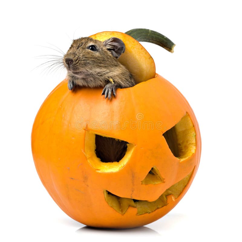 Halloween pumpkin mouse stock image. Image of small, traditional - 66987955