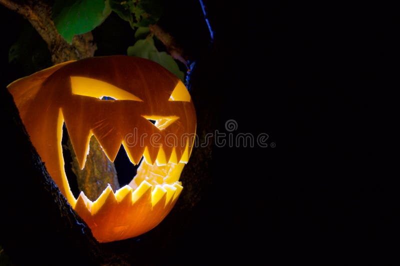 Halloween pumpkin at night stock image. Image of tree - 98247157