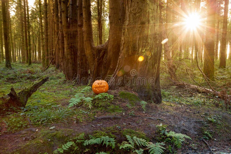 Halloween Pumpkin in Pine Forest Stock Image - Image of season, foliage ...