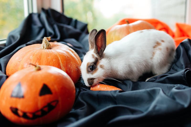 Halloween Pumpkin, White Rabbit Eats a Carrot Stock Image - Image of ...