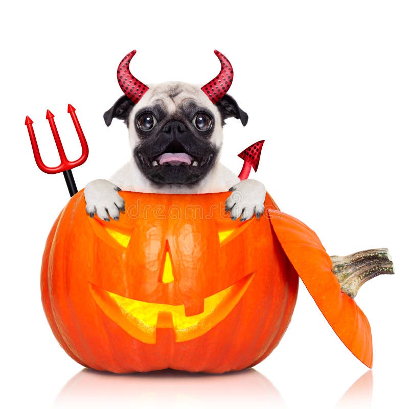 Halloween Pumpkin Witch Dog Stock Photo - Image of fear, creepy: 26983522