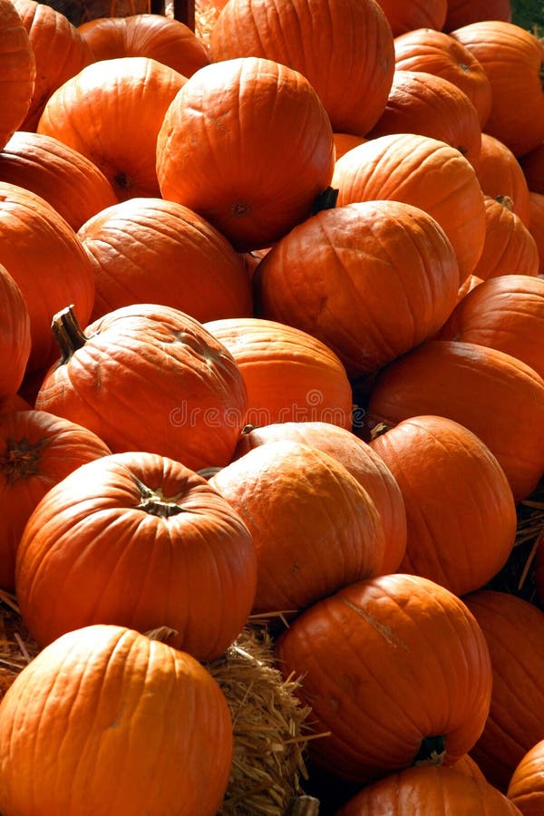Halloween pumpkins stock image. Image of night, fall, market - 3216125