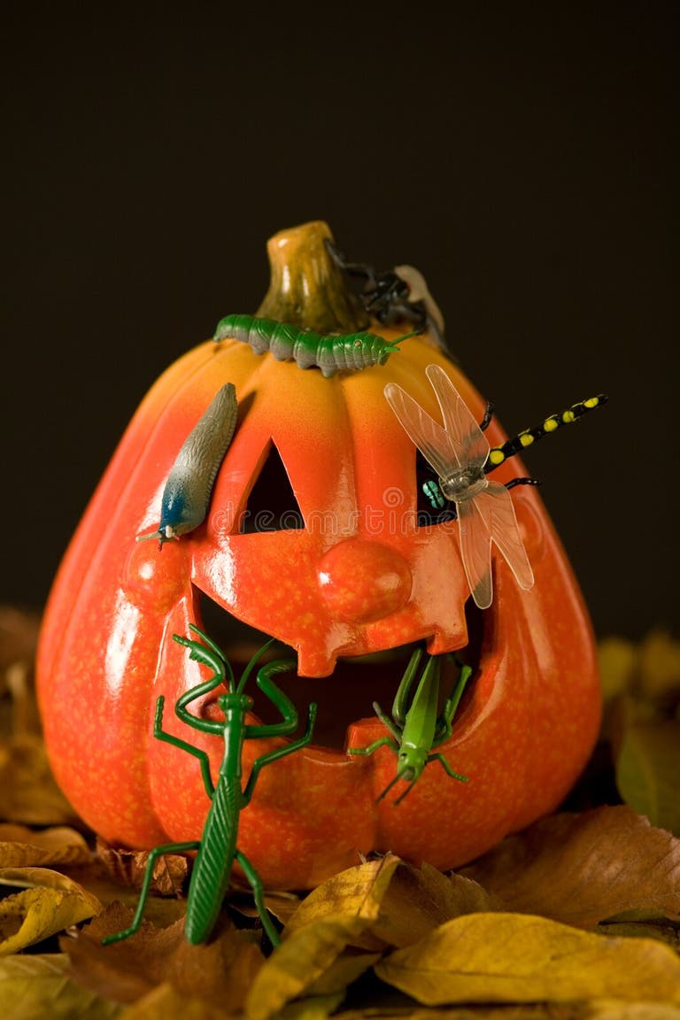 128 Pumpkin Bugs Stock Photos - Free & Royalty-Free Stock Photos from ...