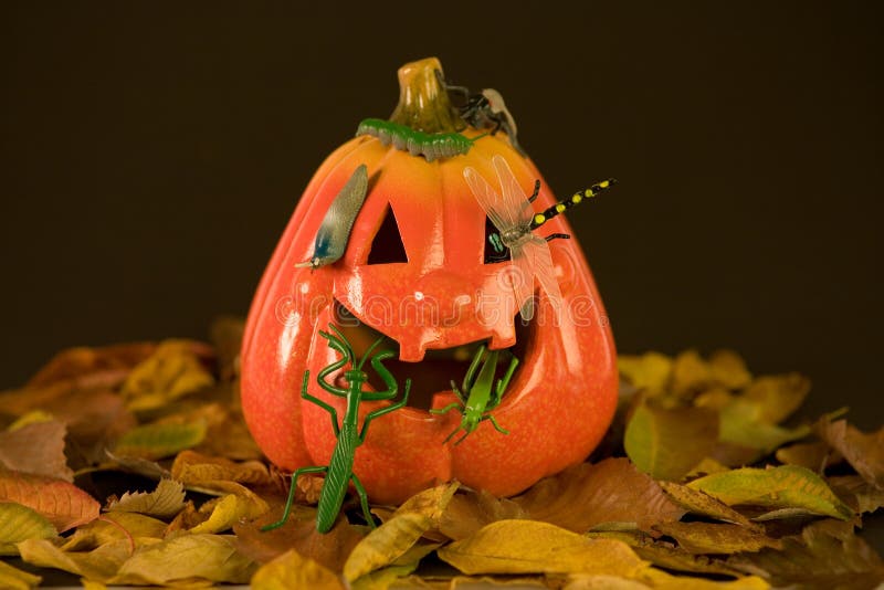 Bugs Picture. Image: 12846