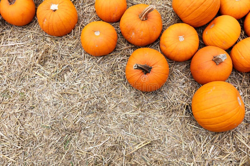 Halloween pumpkins on hay stock photo. Image of crop - 255390402
