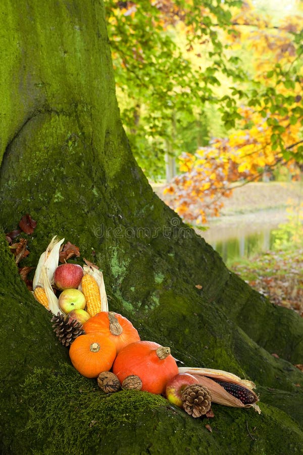 Halloween Pumpkins on a Tree Stock Image - Image of nature, corn: 15930421