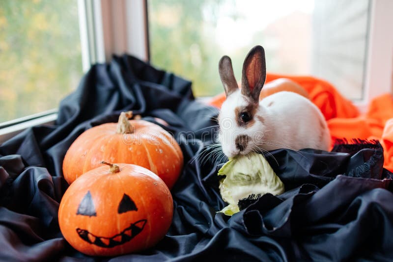 Halloween Pumpkins, White Rabbit with Brown Ears Eats Cabbage Stock ...