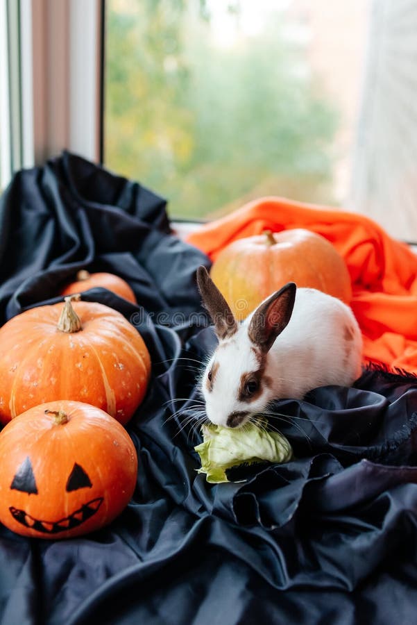 Halloween Pumpkins, White Rabbit with Brown Ears Eats Cabbage Stock ...