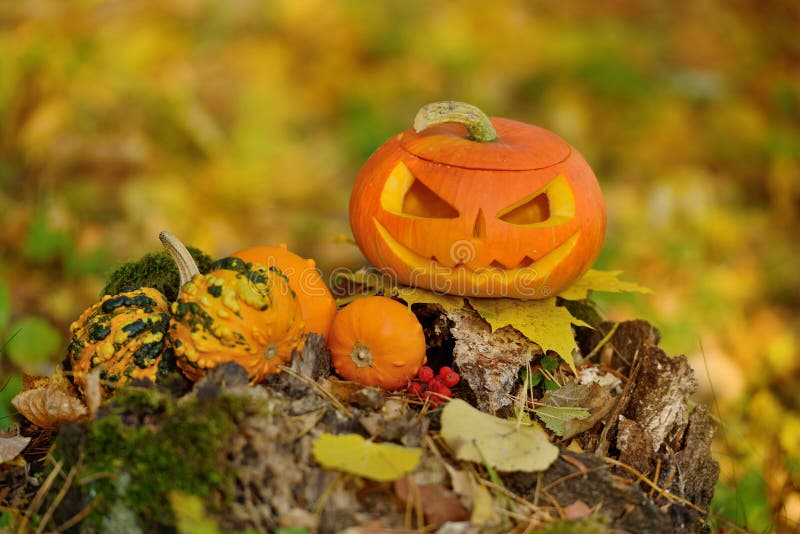 Halloween Scary Pumpkin in Autumn Forest Stock Image - Image of fall ...