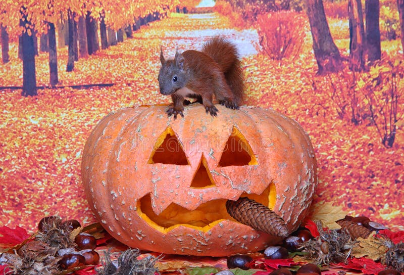 Halloween Squirrel stock image. Image of curious, little - 129540585