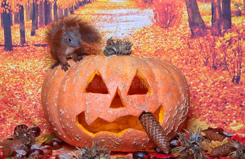 Halloween Squirrel stock photo. Image of brown, gold - 129540644