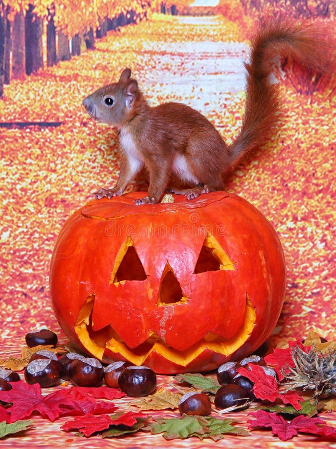 Halloween Squirrel stock image. Image of pumpkin, resents - 129540827