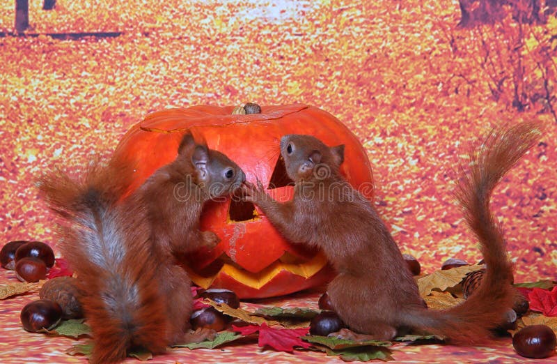 Halloween Squirrel stock image. Image of christmas, grey - 129540839
