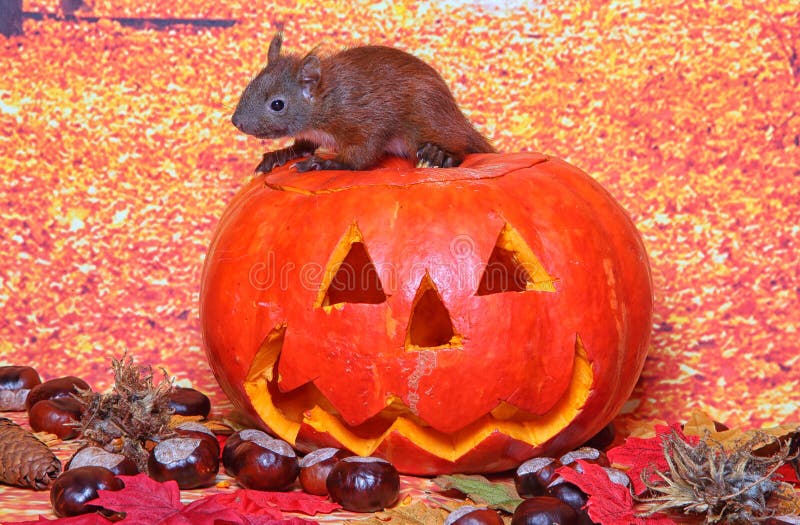 Halloween Squirrel stock photo. Image of child, chair - 129540890