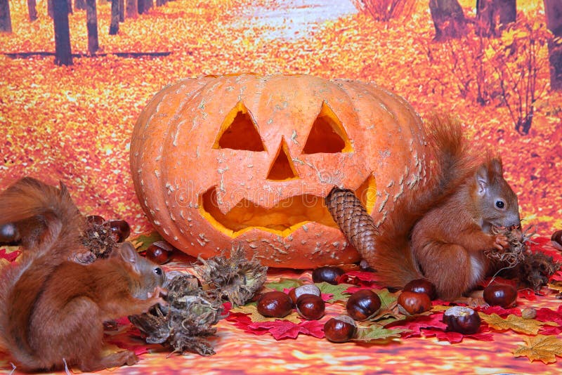 Halloween Squirrel stock image. Image of resents, curious - 129540897