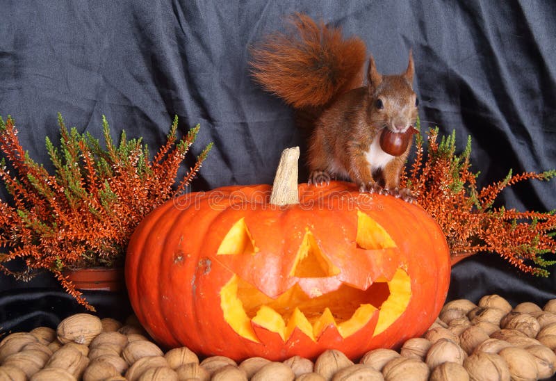 Halloween squirrel stock photo. Image of black, halloween - 79817292