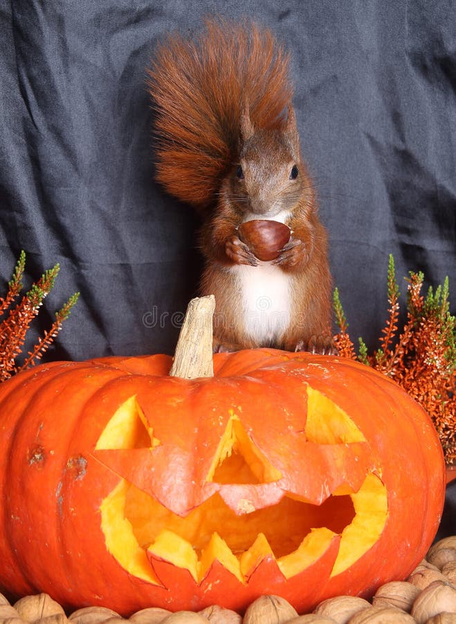 Halloween Squirrel stock photo. Image of brown, gold - 129540644