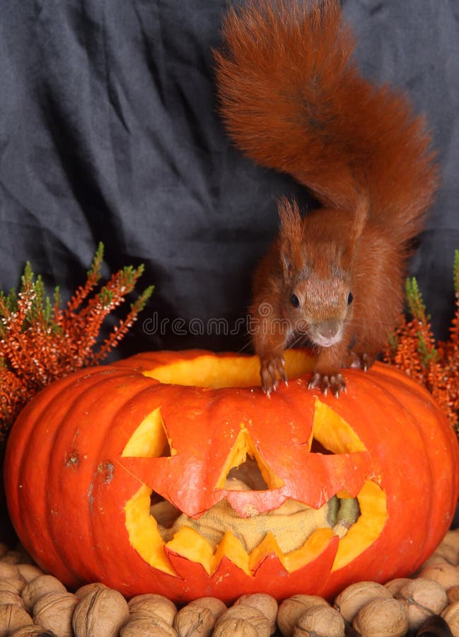Halloween squirrel stock image. Image of pumpkin, fowers - 79817675