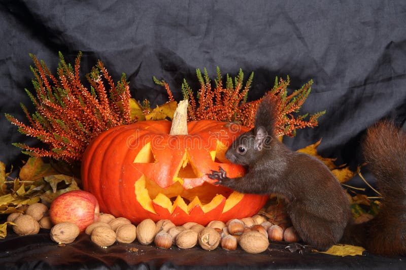 Halloween squirrel stock photo. Image of squirrel, nuts - 79819682