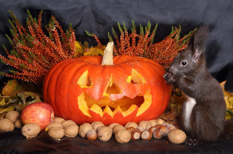 Halloween squirrel stock image. Image of october, sweet - 79820121