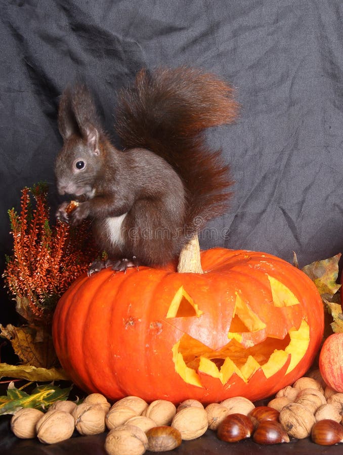 Halloween squirrel stock photo. Image of october, cute - 79820378